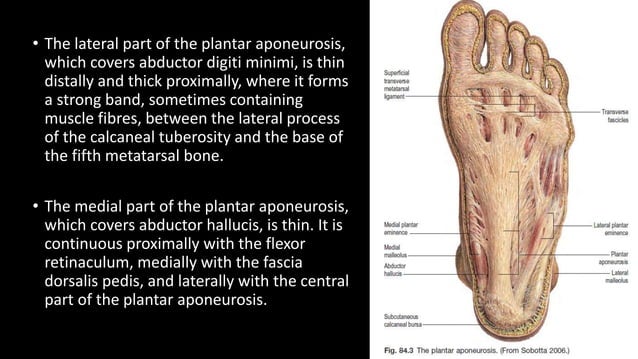 Sole of foot soft tissue and muscles | PPTX