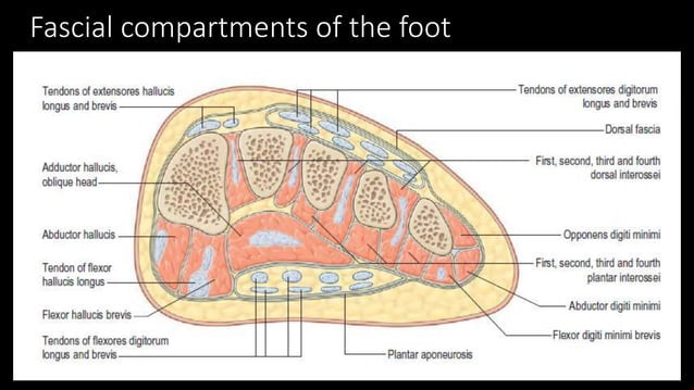Sole of foot soft tissue and muscles | PPTX