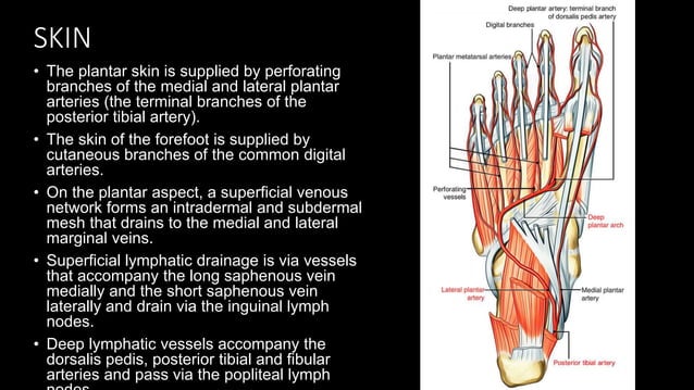 Sole of foot soft tissue and muscles | PPTX
