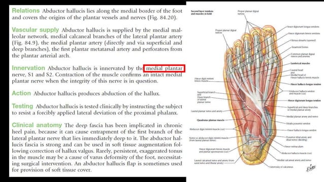 Sole of foot soft tissue and muscles | PPTX
