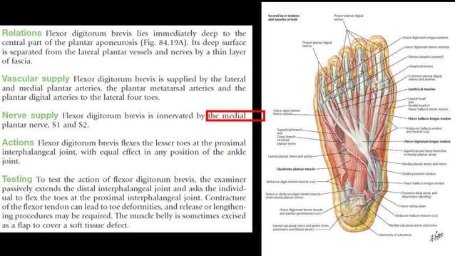 Sole of foot soft tissue and muscles | PPTX