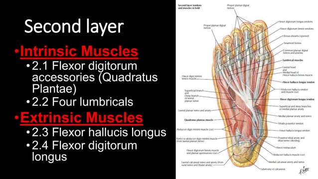 Sole of foot soft tissue and muscles | PPTX