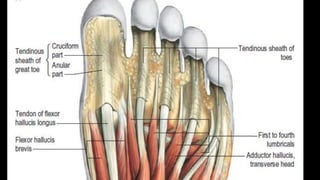 Sole of foot soft tissue and muscles | PPTX