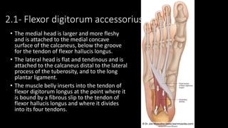 Sole of foot soft tissue and muscles | PPTX
