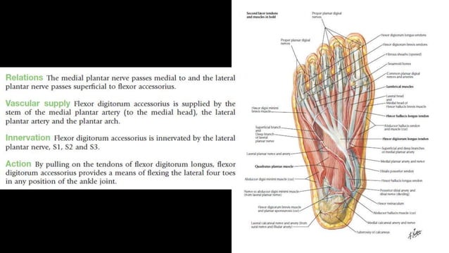 Sole of foot soft tissue and muscles | PPTX