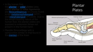 Sole of foot soft tissue and muscles | PPTX