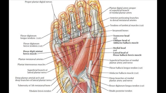 Sole of foot soft tissue and muscles | PPTX