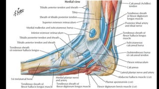Sole of foot soft tissue and muscles | PPTX