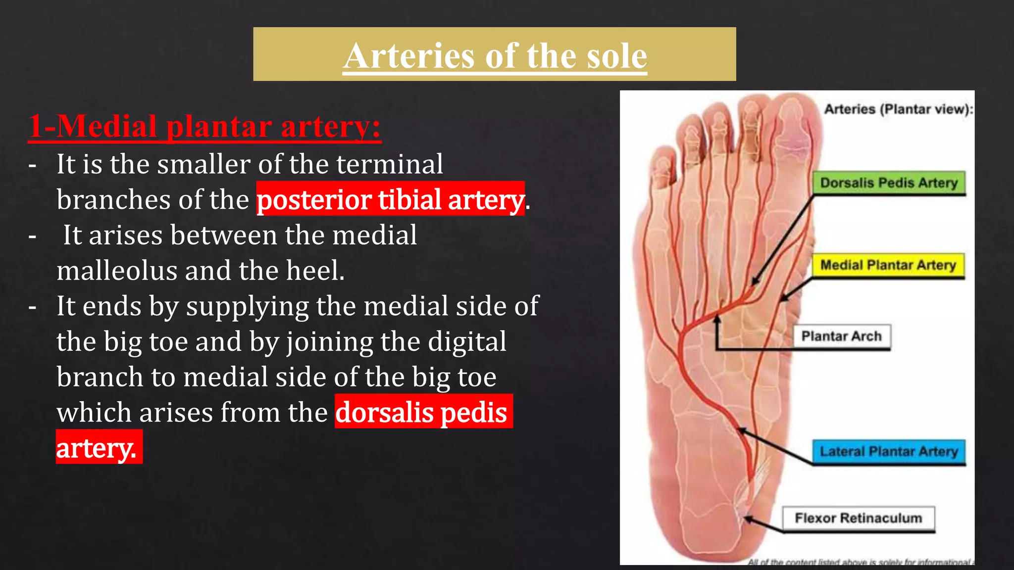 sole of foot& arches of the foot anatomy.pptx