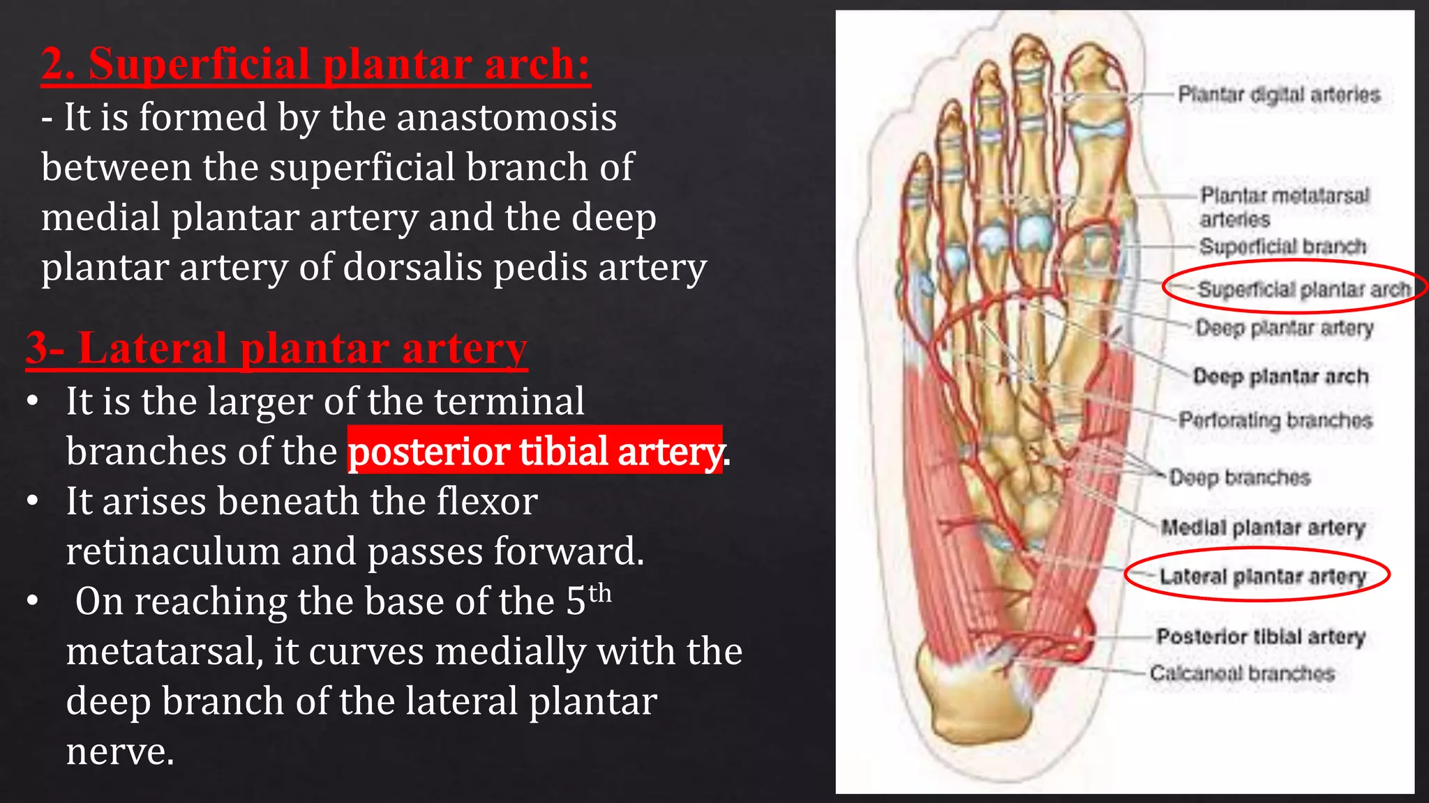 sole of foot& arches of the foot anatomy.pptx