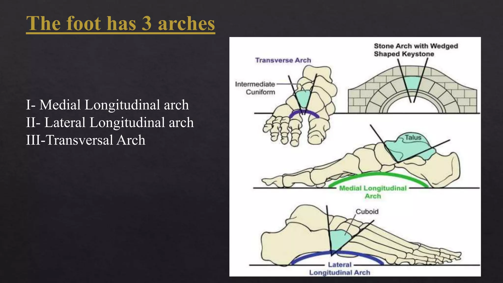 sole of foot& arches of the foot anatomy.pptx