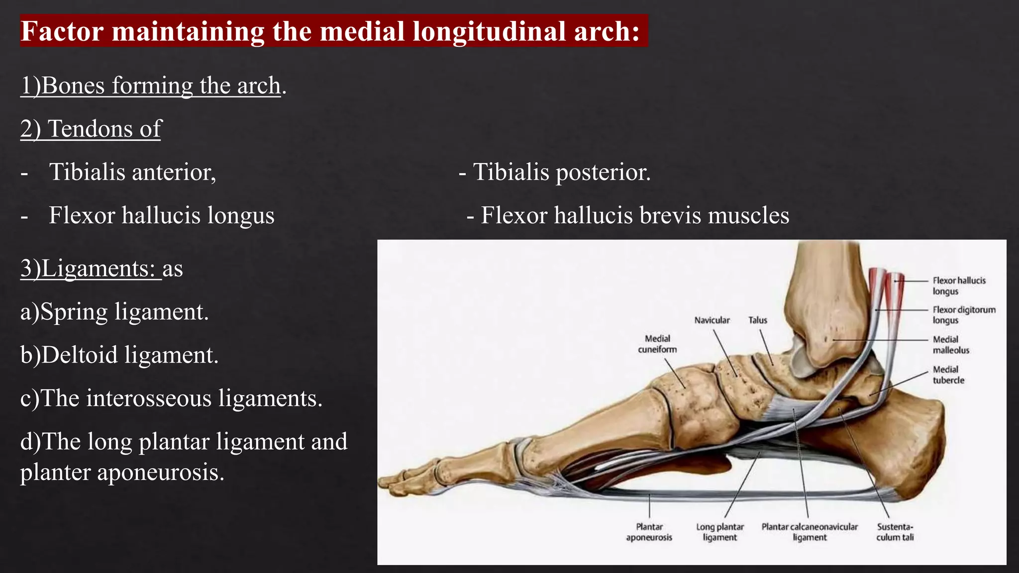 sole of foot& arches of the foot anatomy.pptx