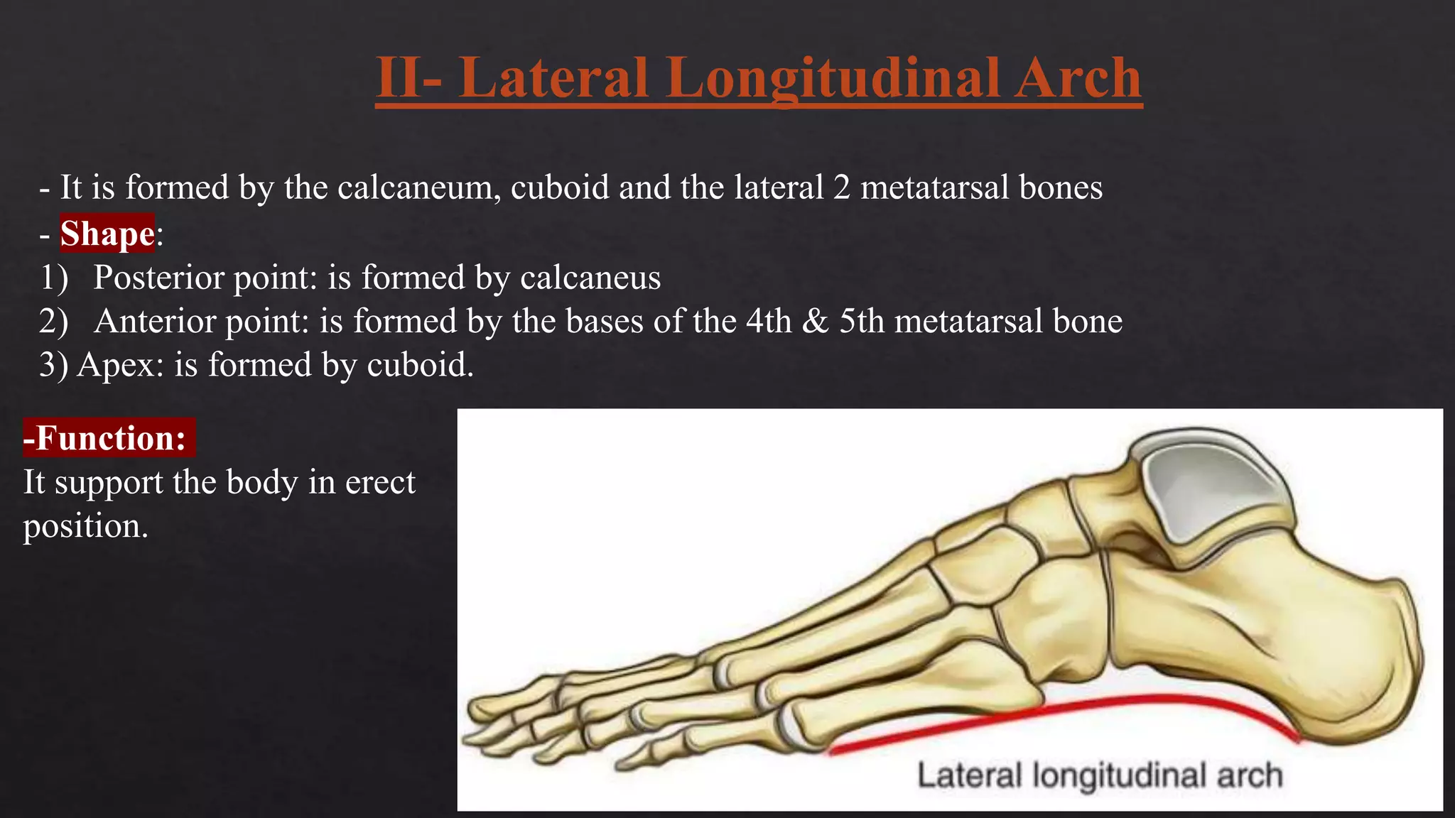 sole of foot& arches of the foot anatomy.pptx