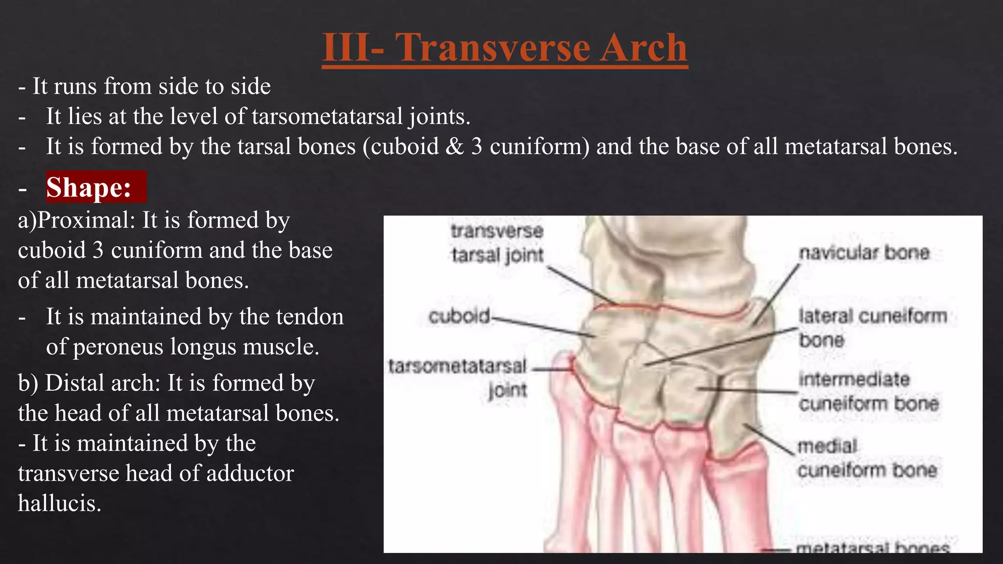 sole of foot& arches of the foot anatomy.pptx