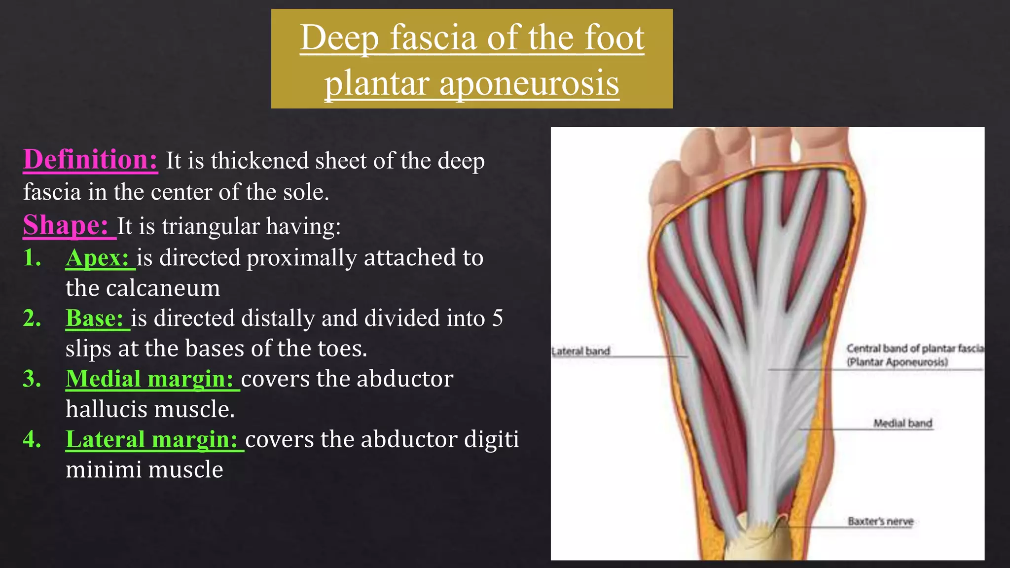 sole of foot& arches of the foot anatomy.pptx