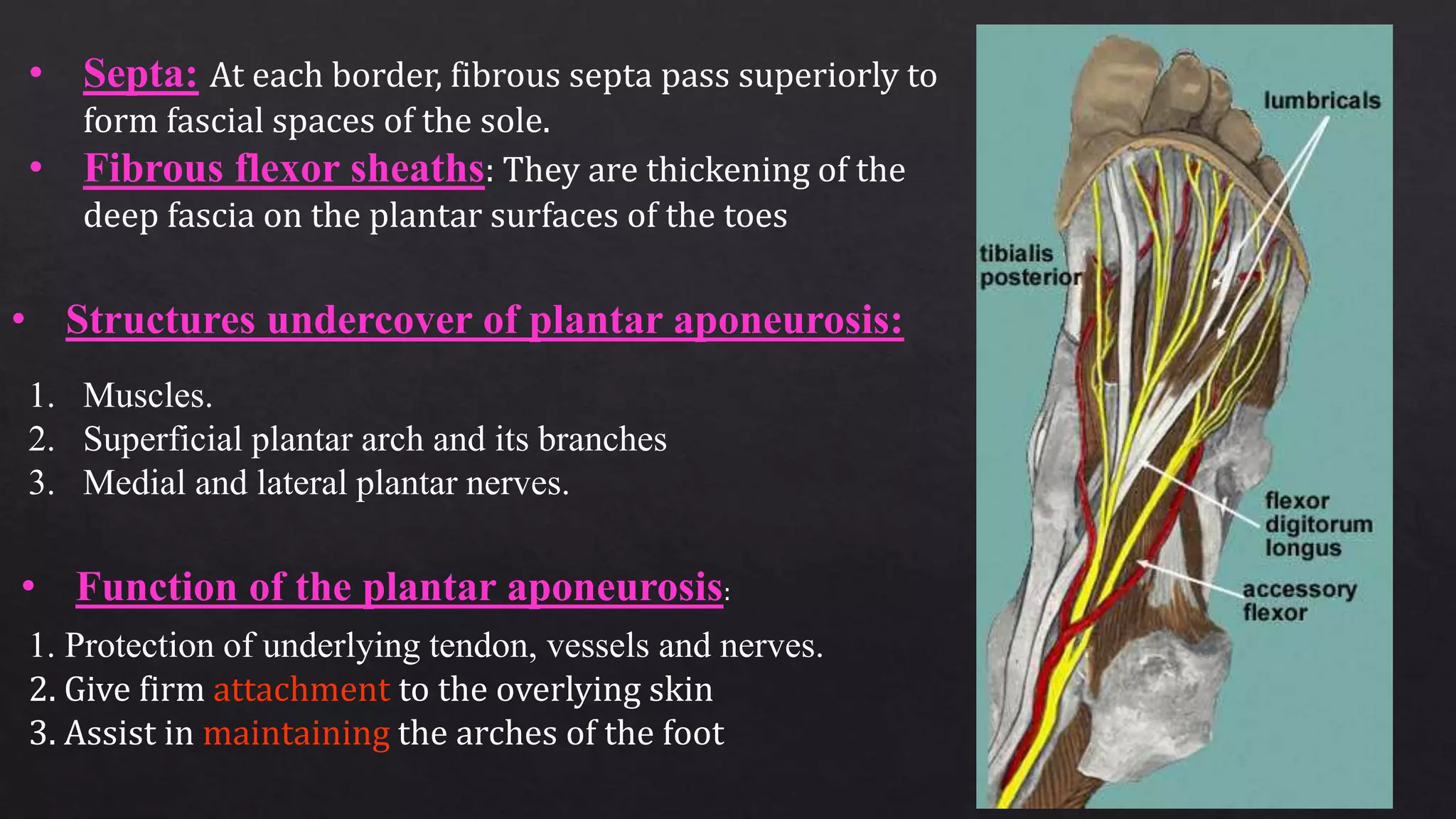 sole of foot& arches of the foot anatomy.pptx