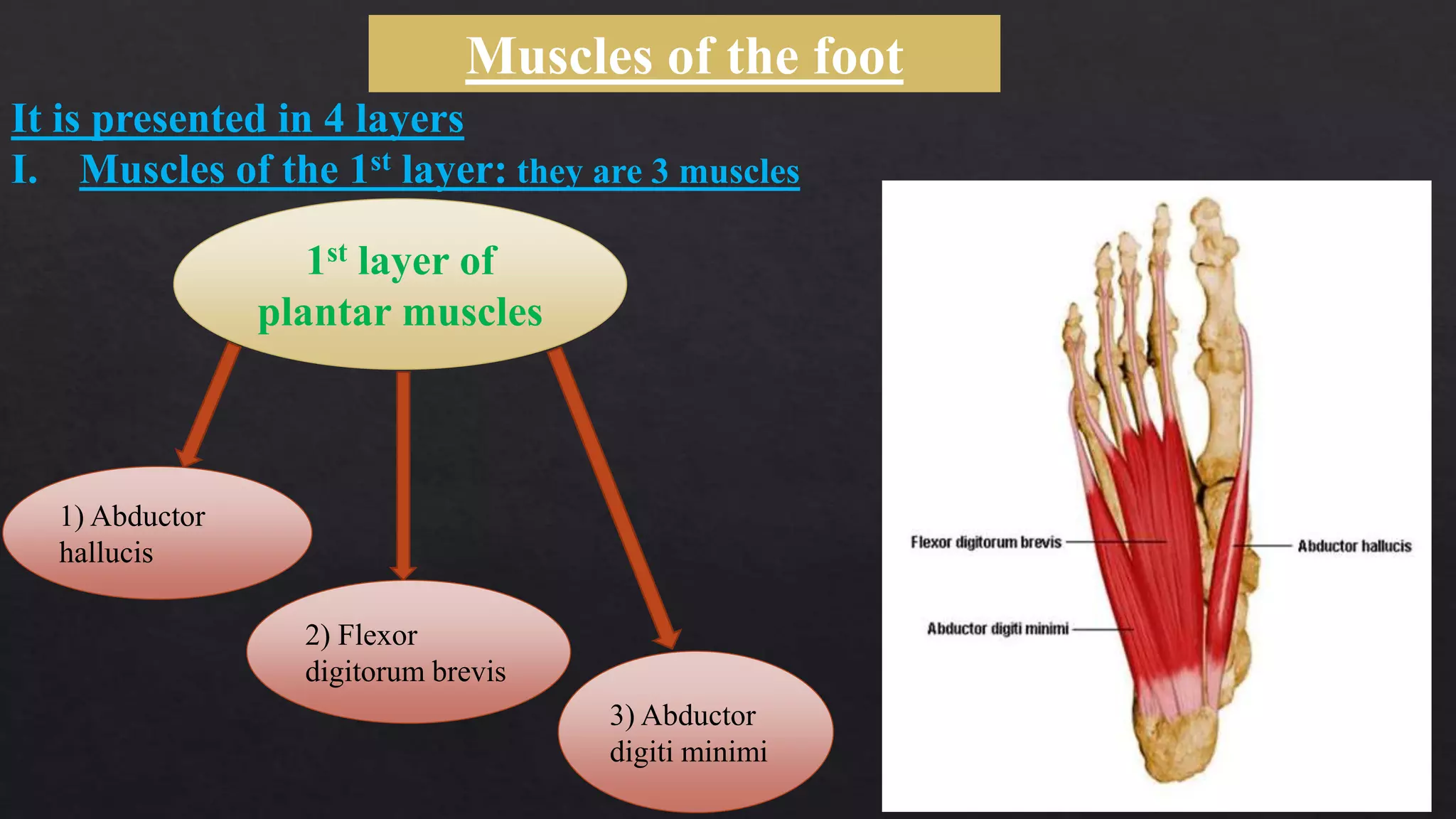 sole of foot& arches of the foot anatomy.pptx