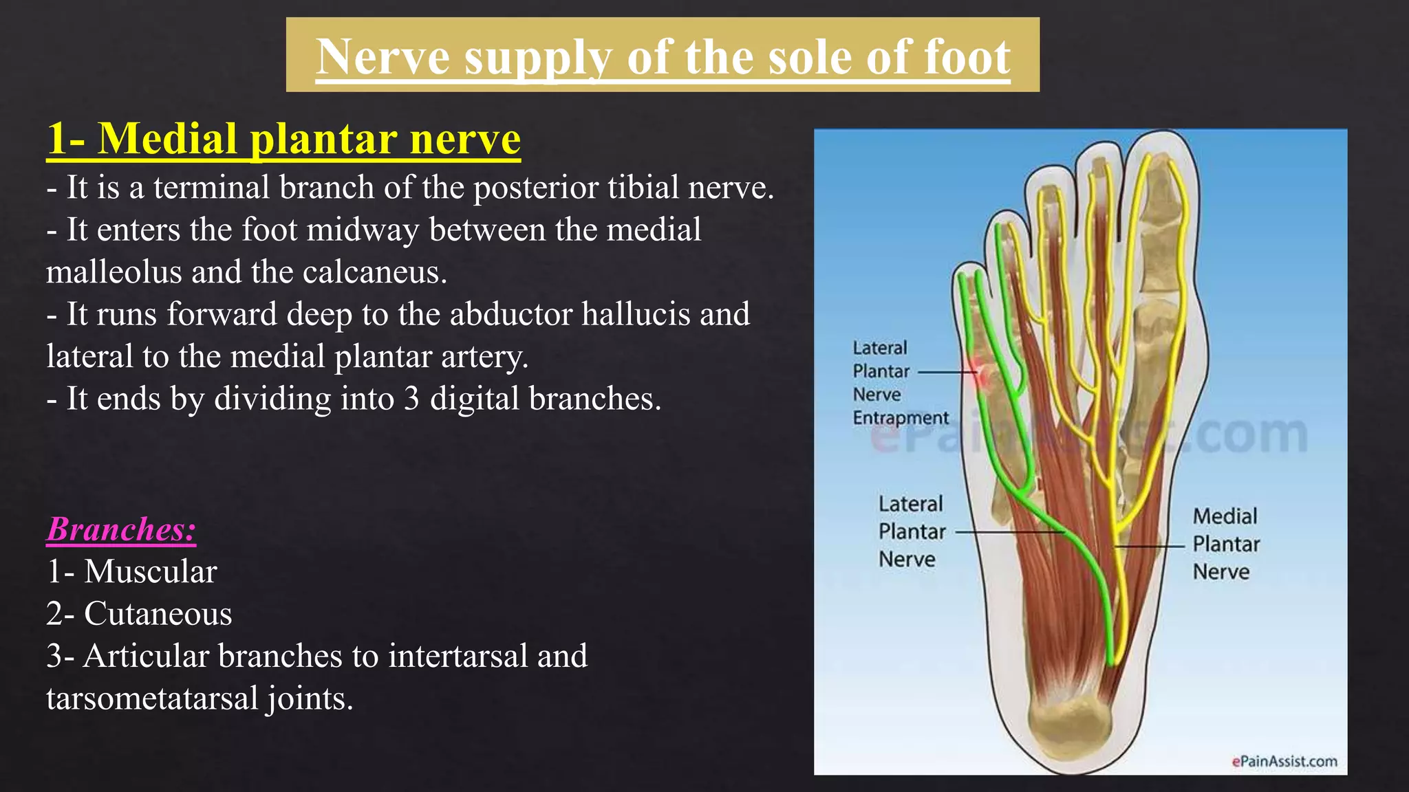 sole of foot& arches of the foot anatomy.pptx
