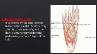 sole of foot& arches of the foot anatomy.pptx