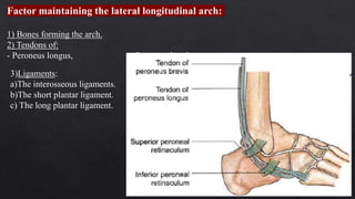 sole of foot& arches of the foot anatomy.pptx