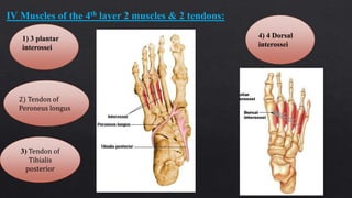 sole of foot& arches of the foot anatomy.pptx