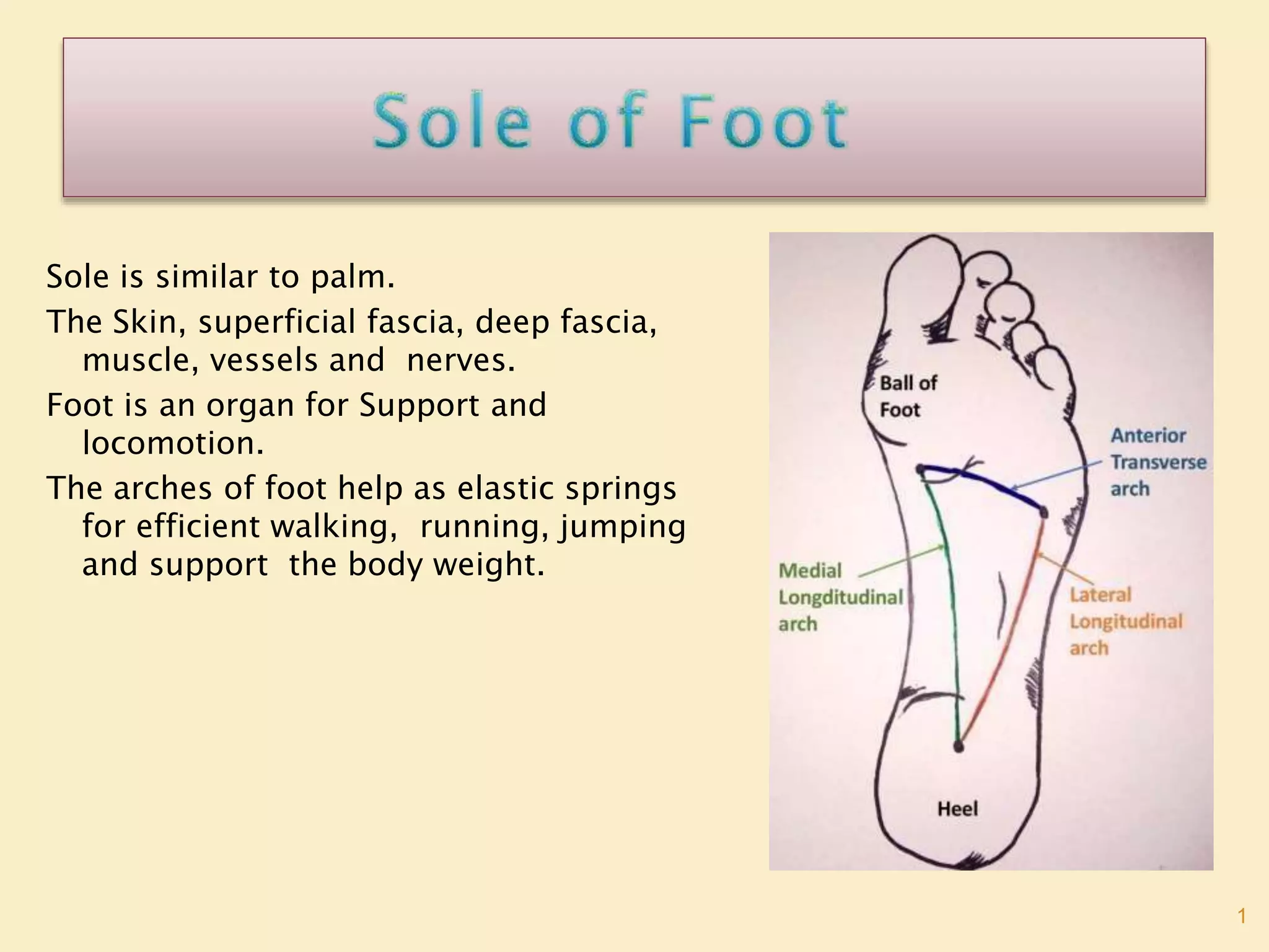 Sole Of Foot Final.pptx