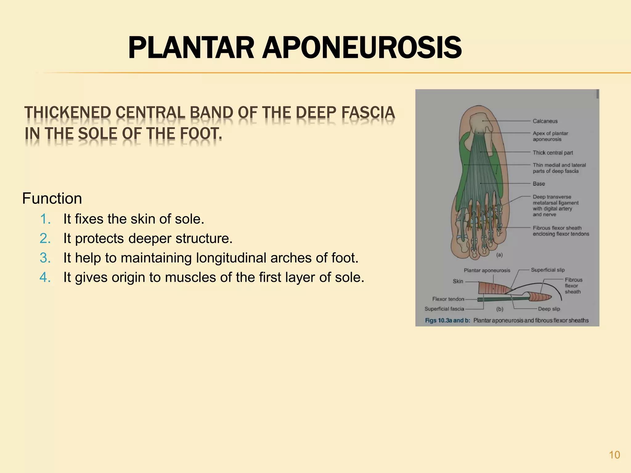 Sole Of Foot Final.pptx