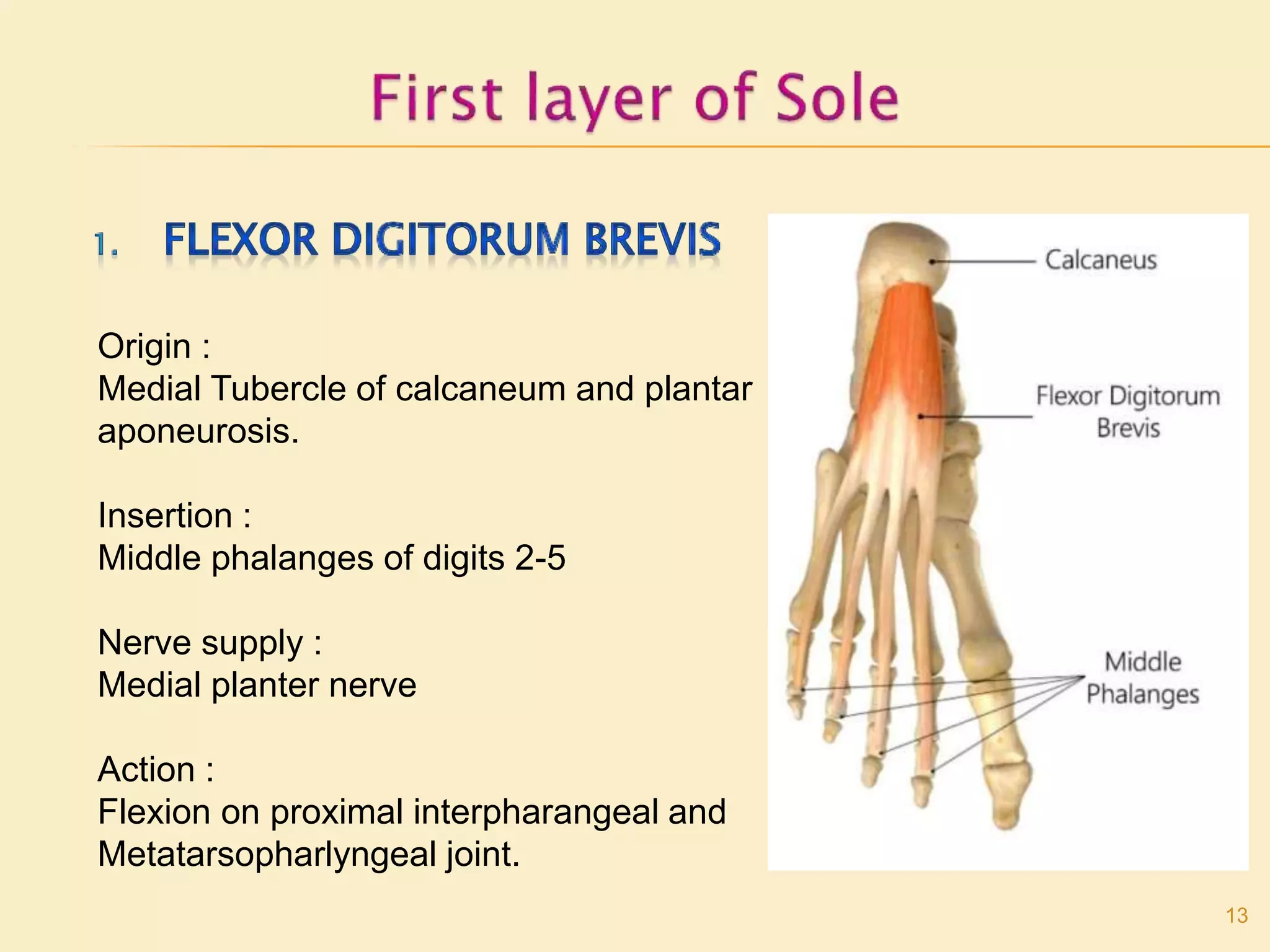 Sole Of Foot Final.pptx