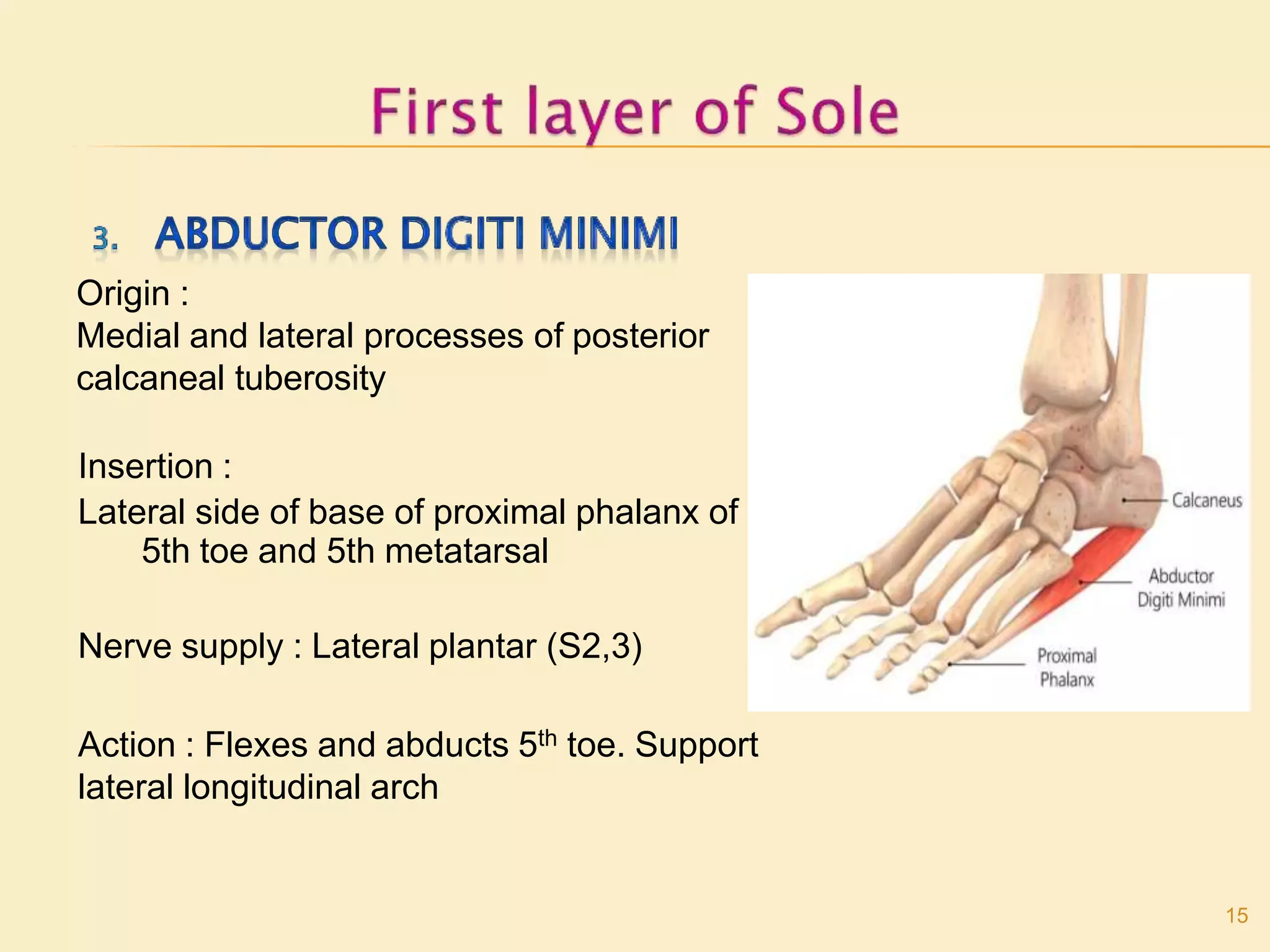 Sole Of Foot Final.pptx