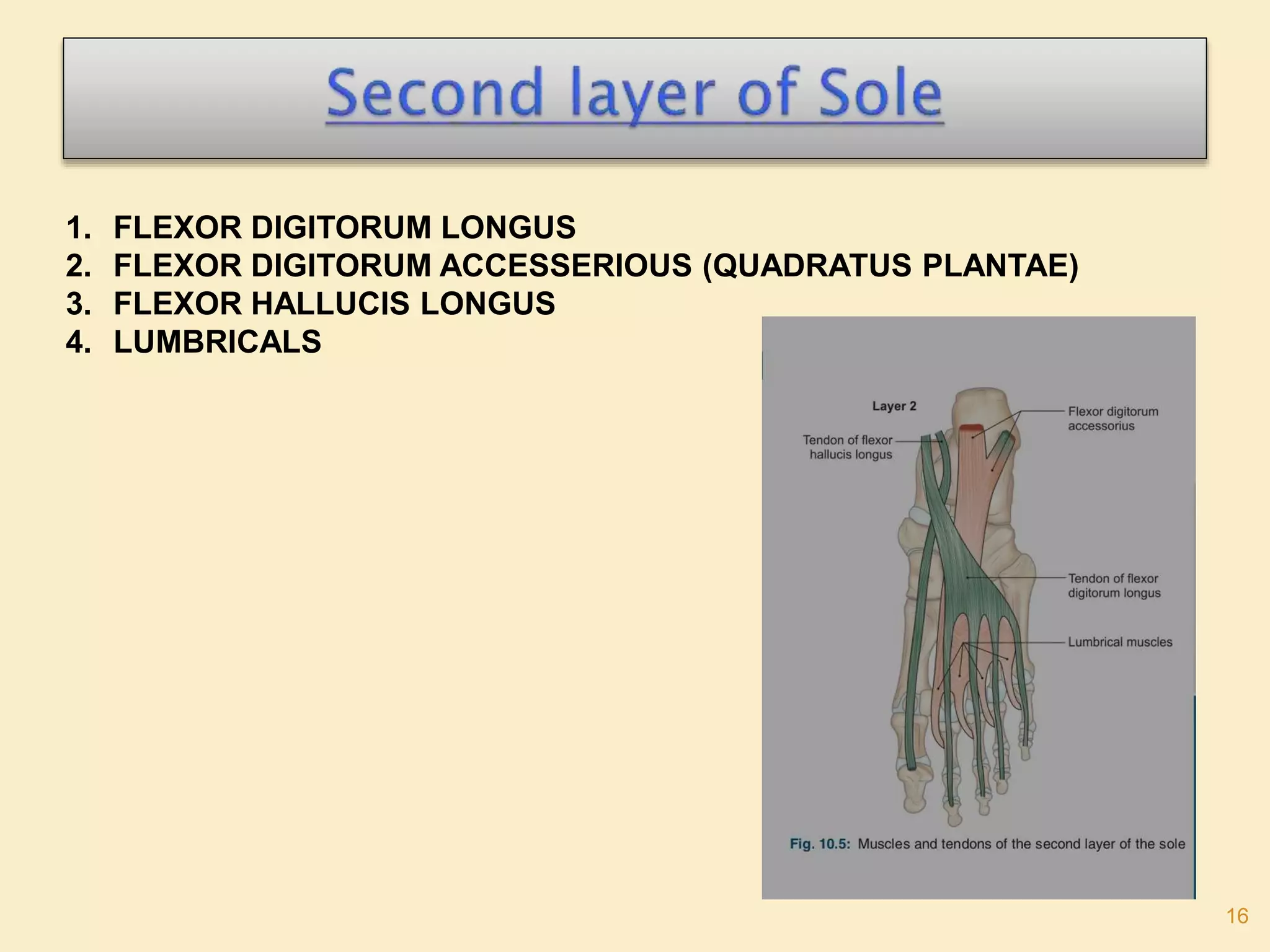 Sole Of Foot Final.pptx
