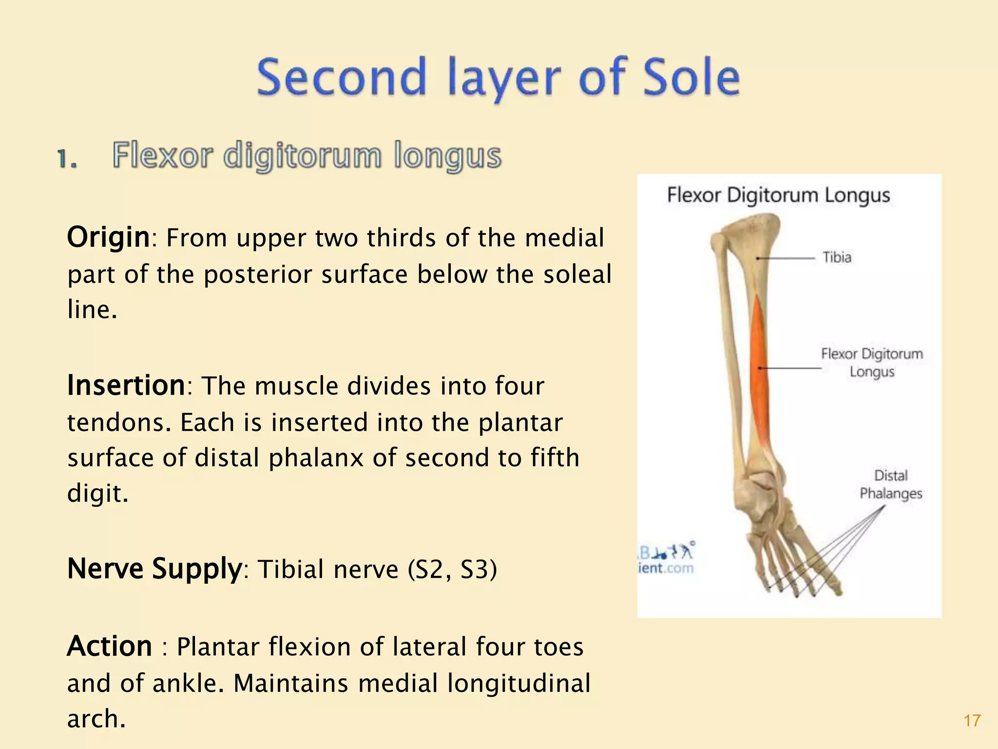 Sole Of Foot Final.pptx