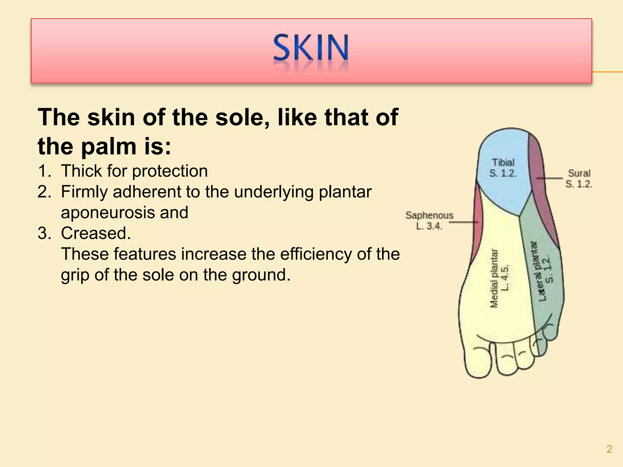 Sole Of Foot Final.pptx