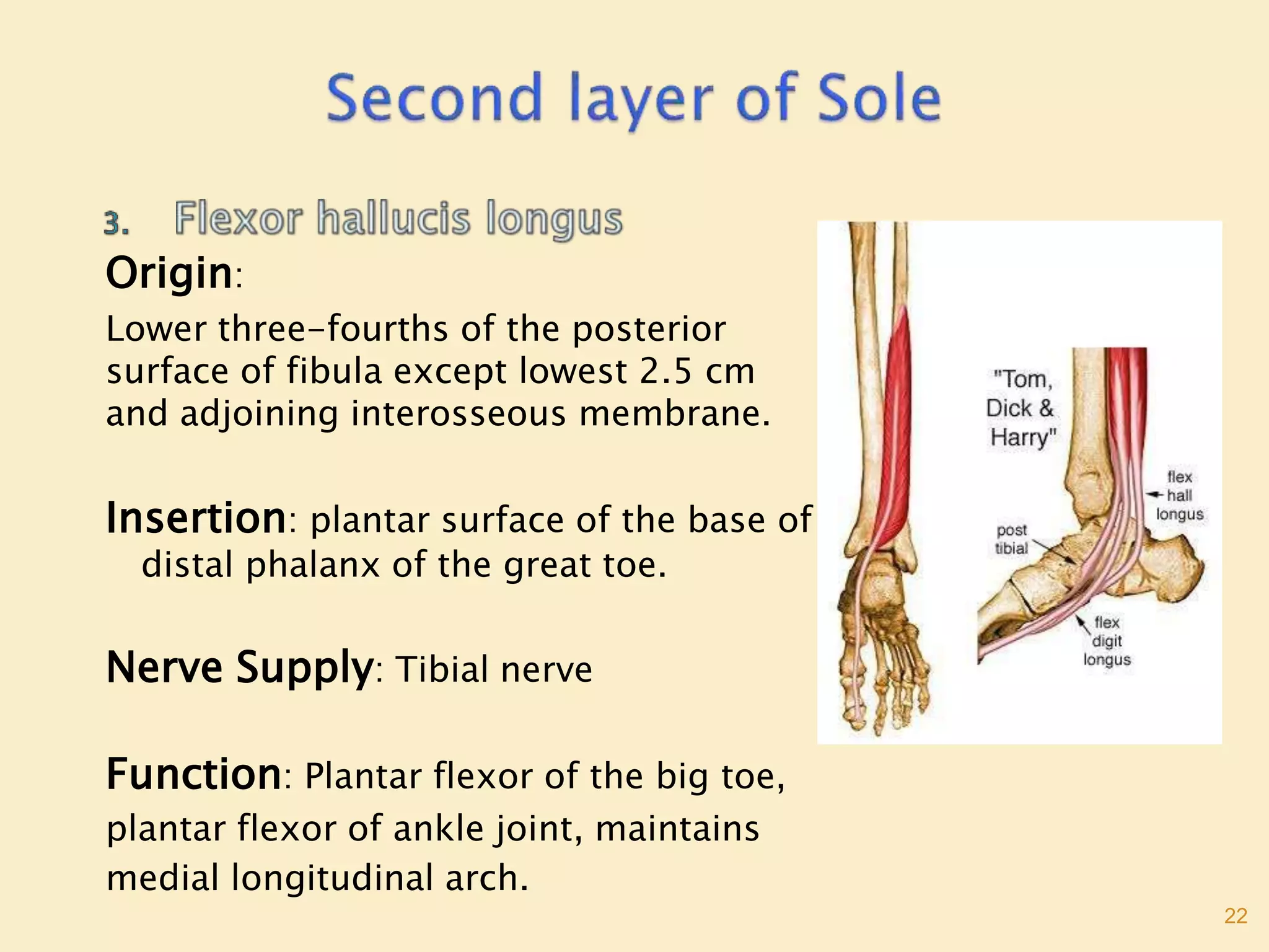 Sole Of Foot Final.pptx