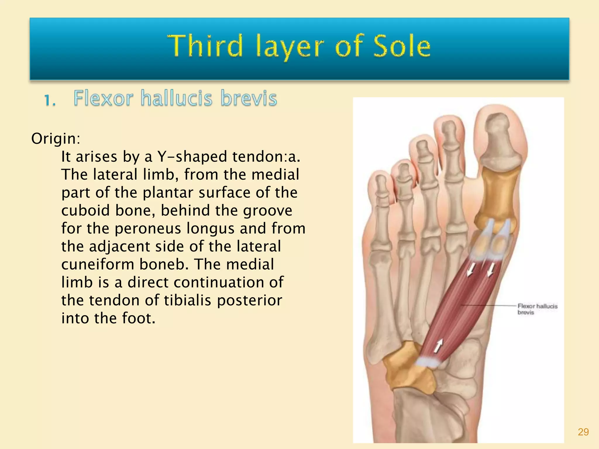 Sole Of Foot Final.pptx