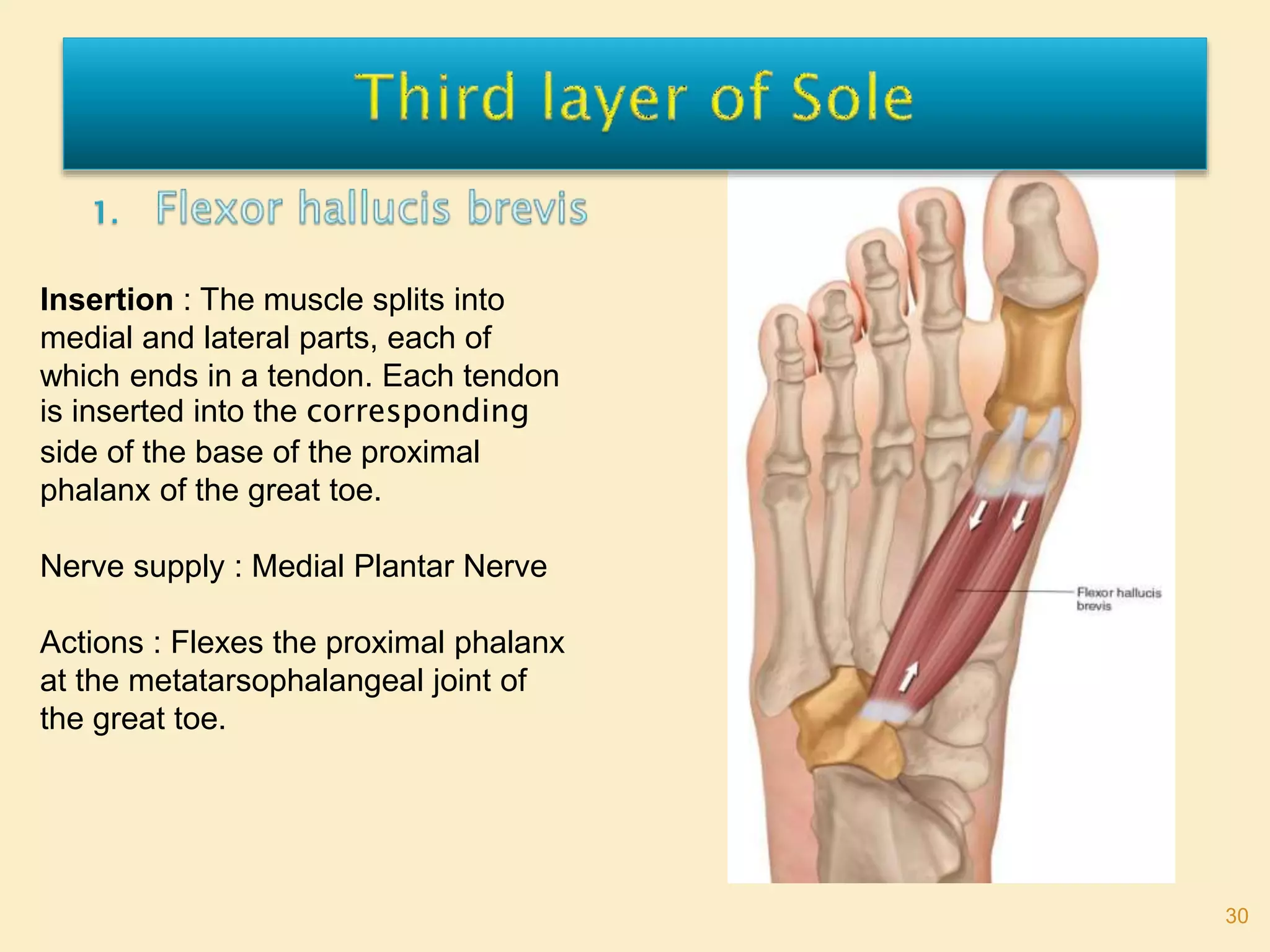 Sole Of Foot Final.pptx