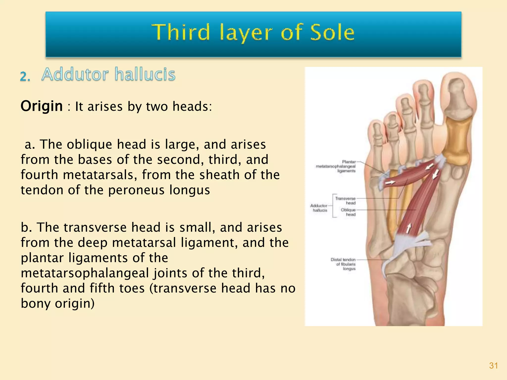 Sole Of Foot Final.pptx