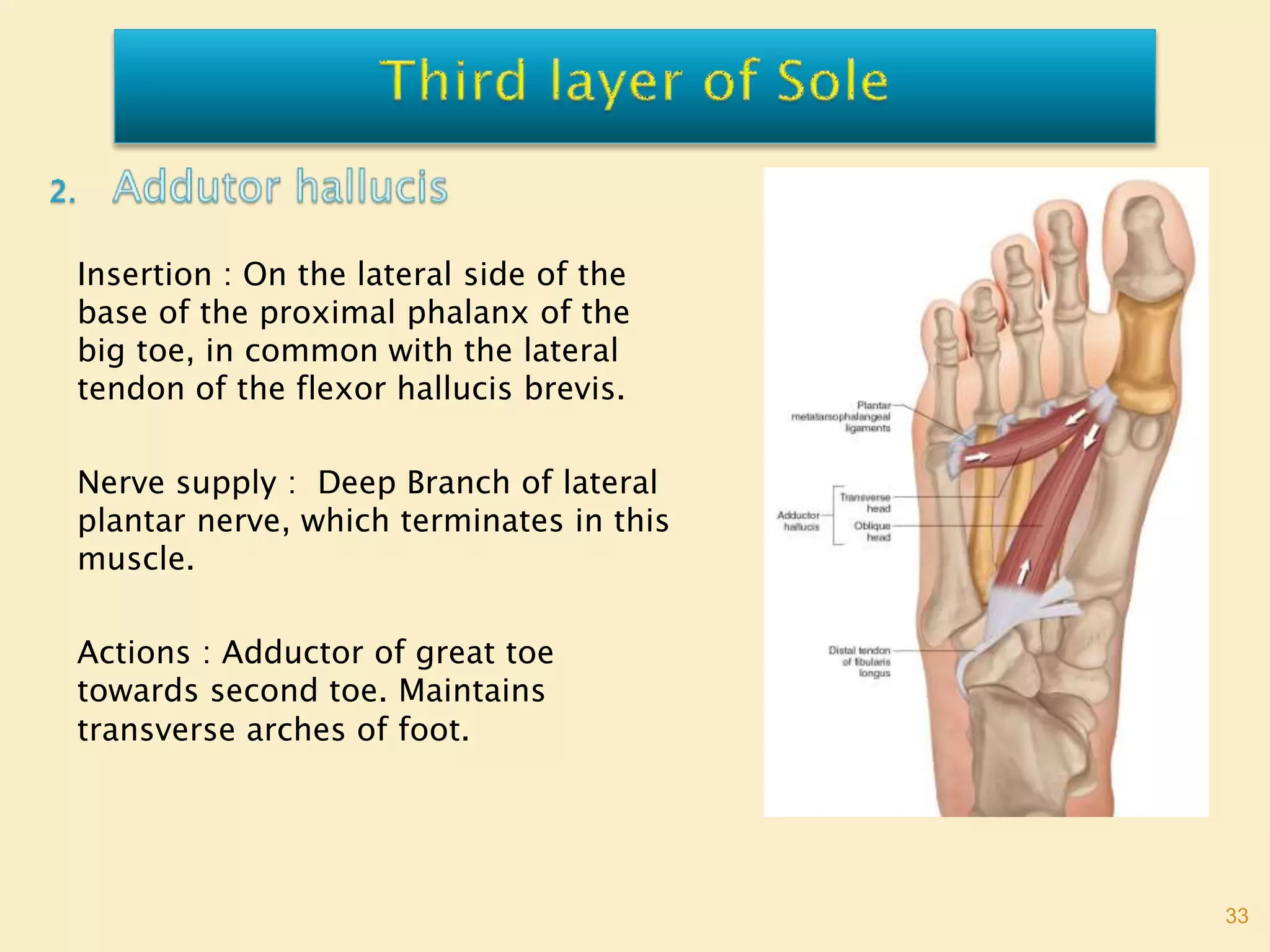 Sole Of Foot Final.pptx