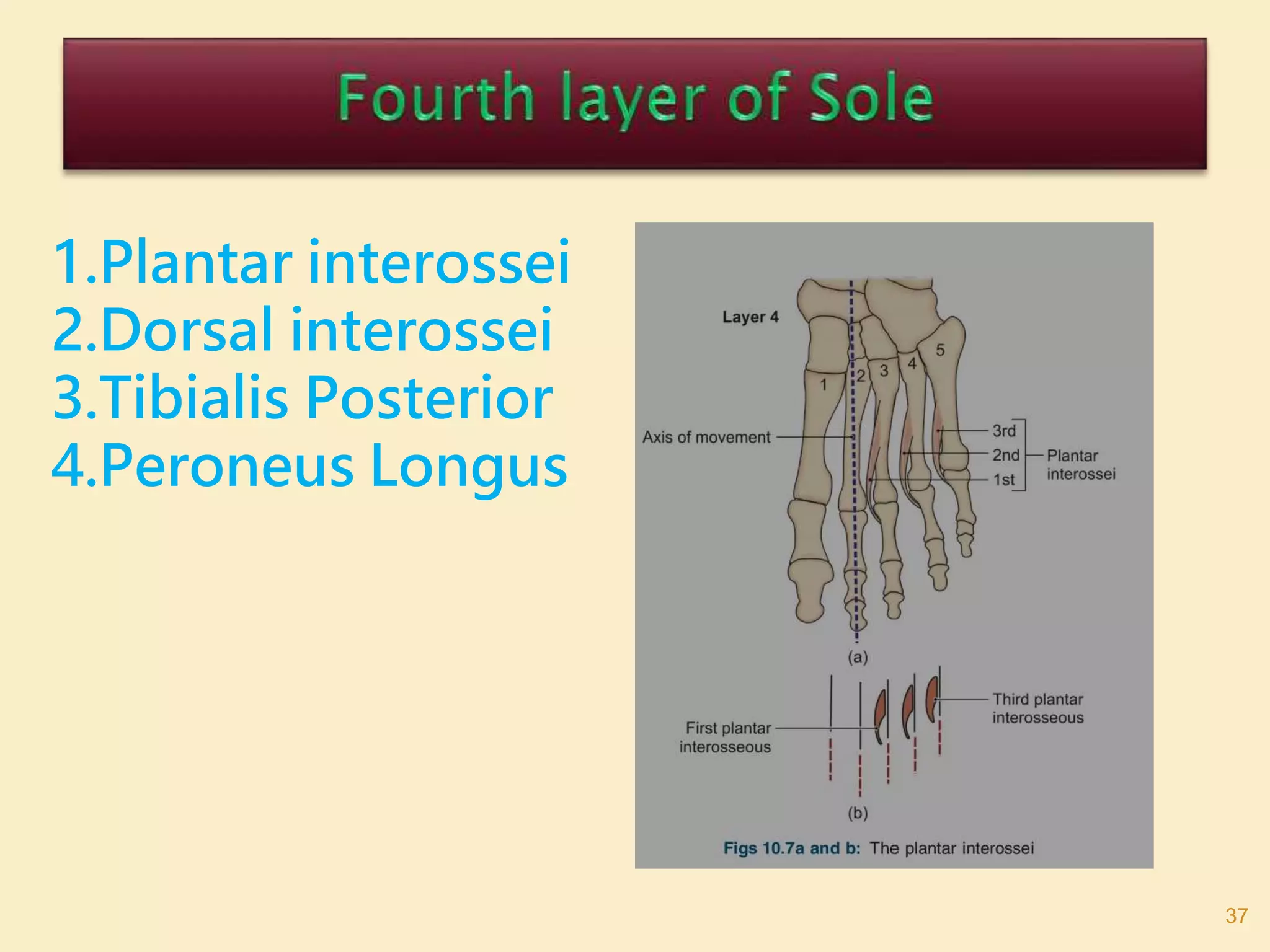 Sole Of Foot Final.pptx | Death, Injury, or Military Conflict | Sensitive Topics