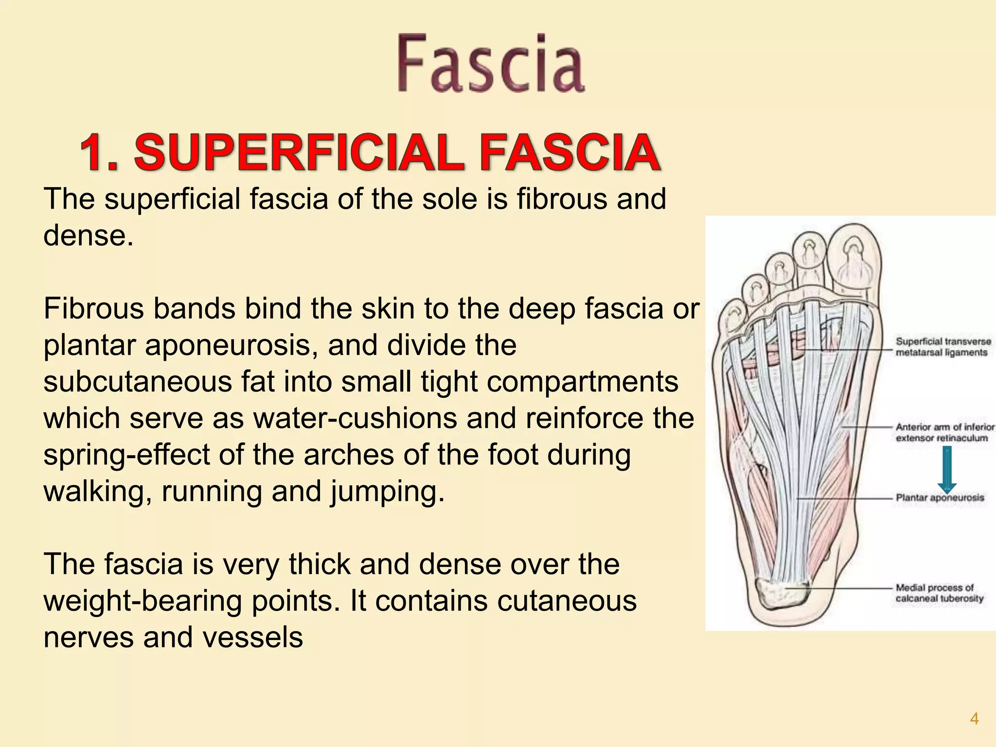 Sole Of Foot Final.pptx