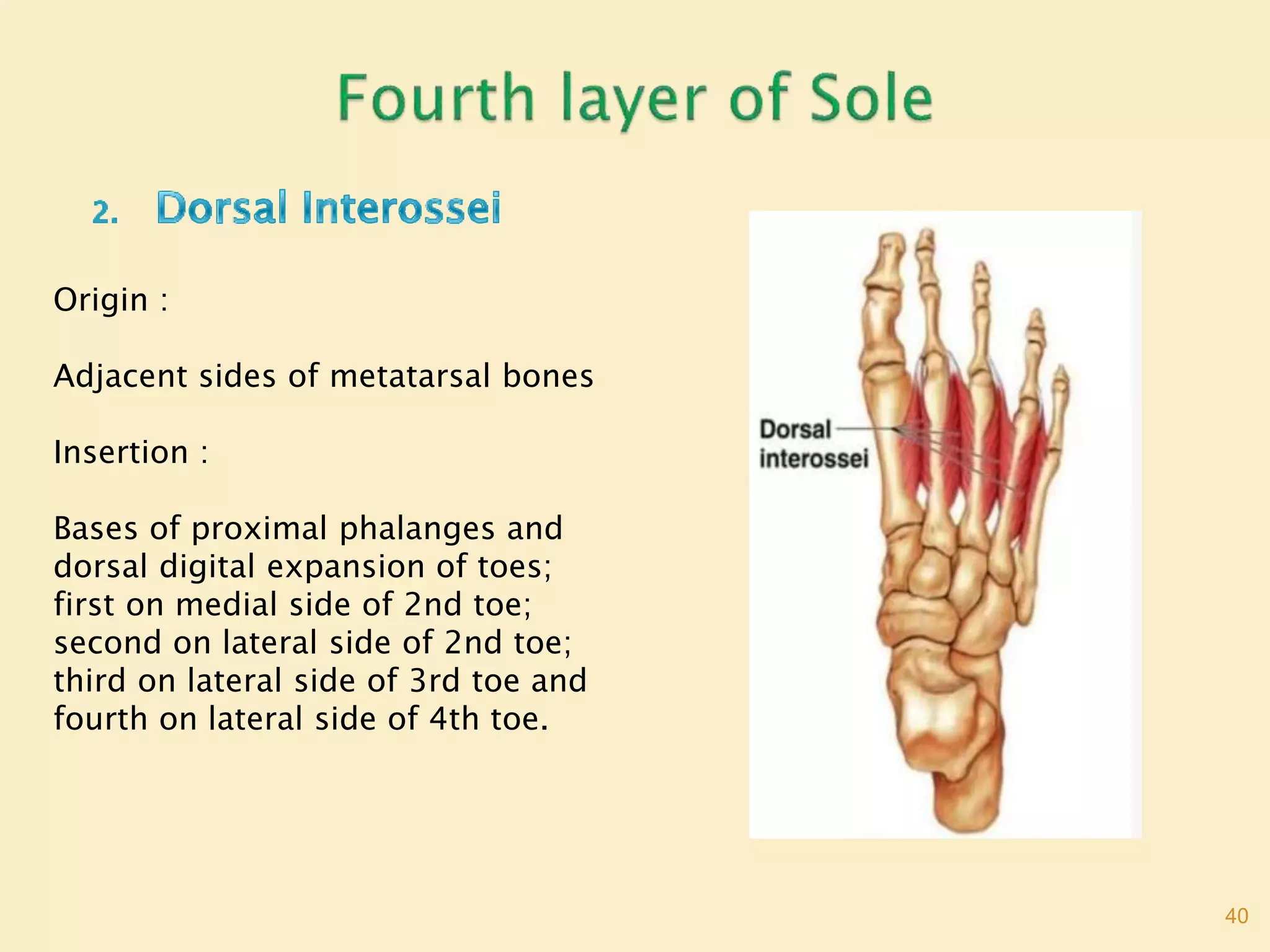 Sole Of Foot Final.pptx