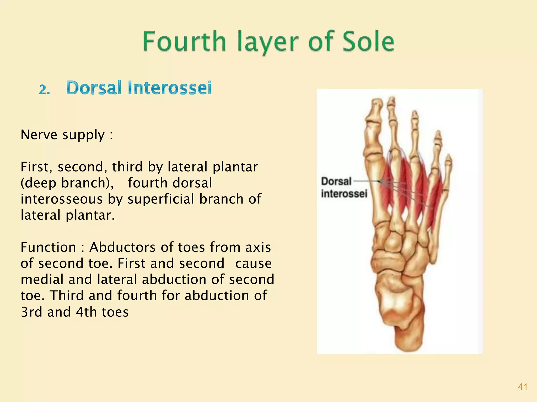 Sole Of Foot Final.pptx