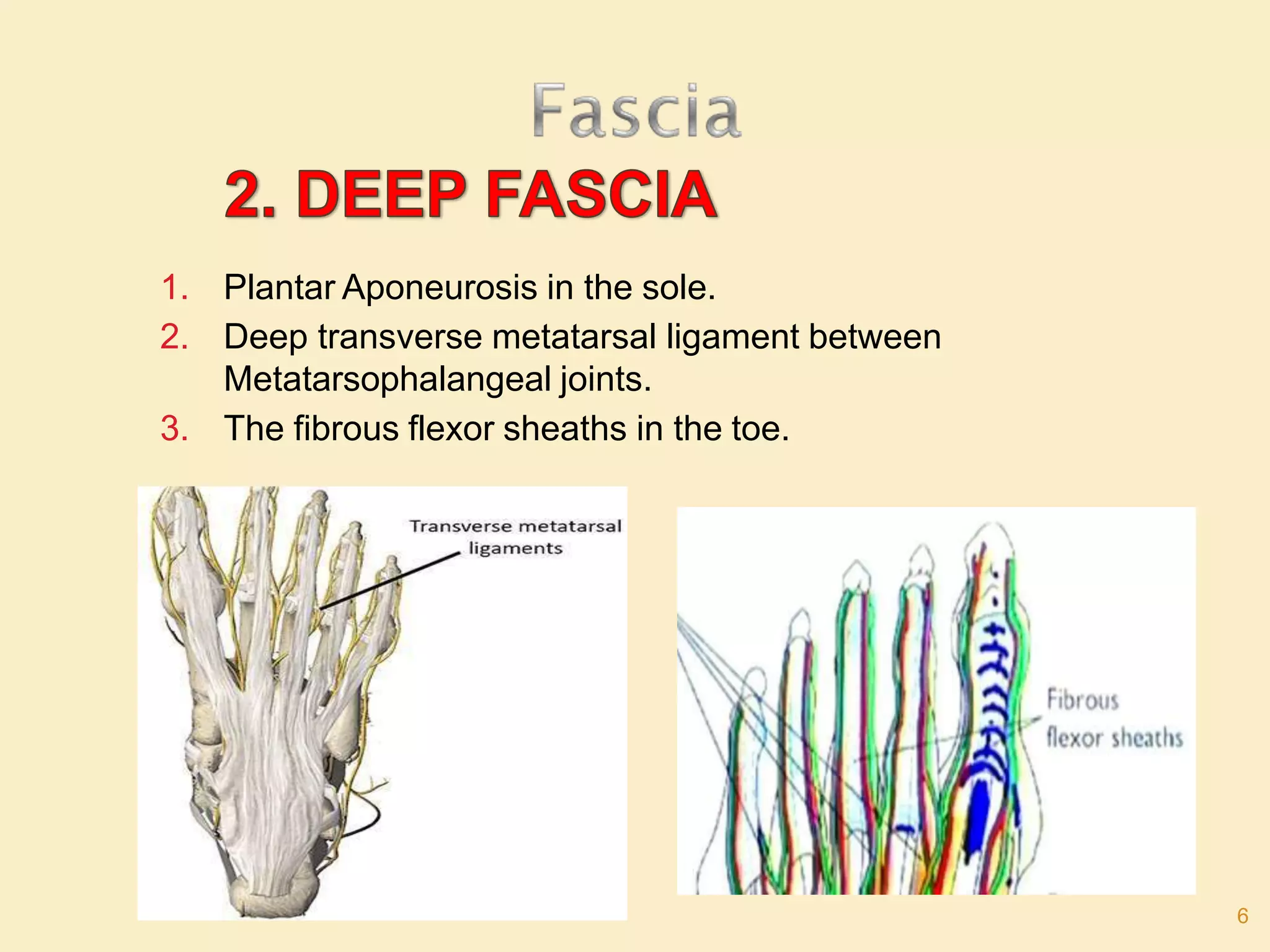 Sole Of Foot Final.pptx