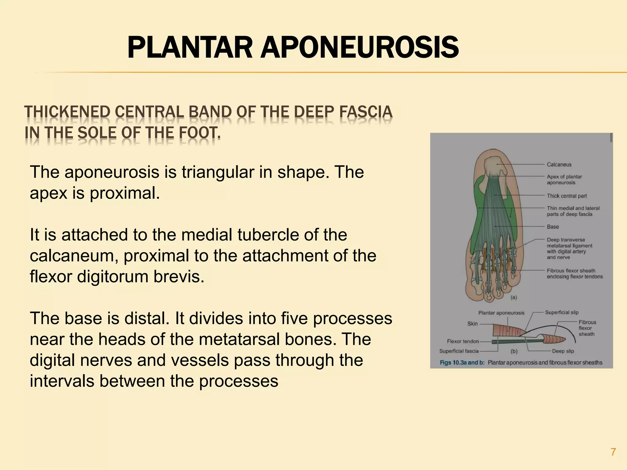 Sole Of Foot Final.pptx