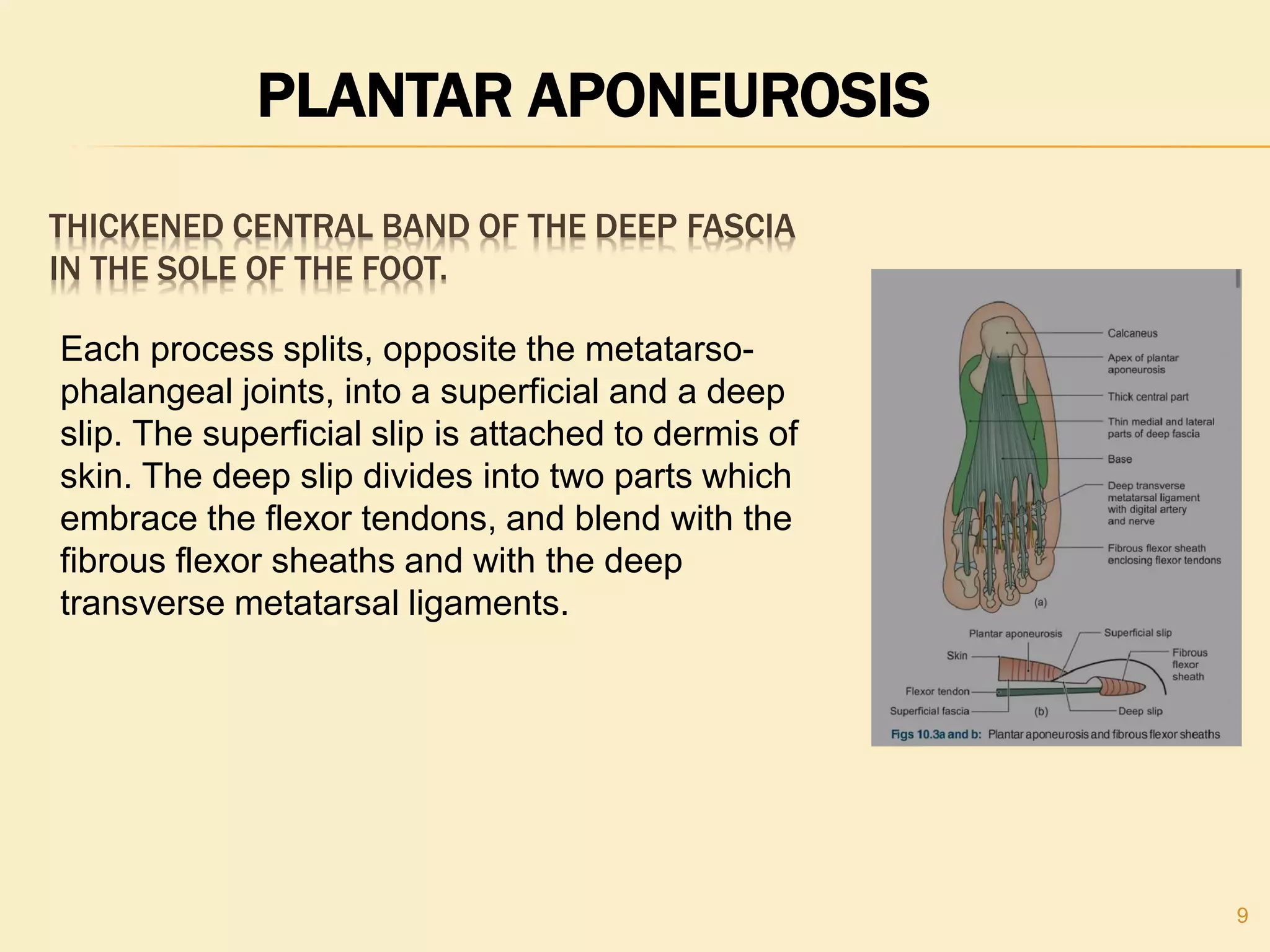 Sole Of Foot Final.pptx