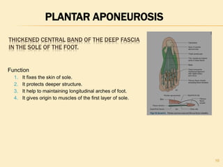 Sole Of Foot Final.pptx