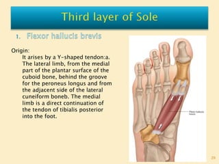 Sole Of Foot Final.pptx