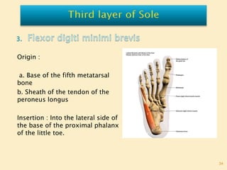 Sole Of Foot Final.pptx