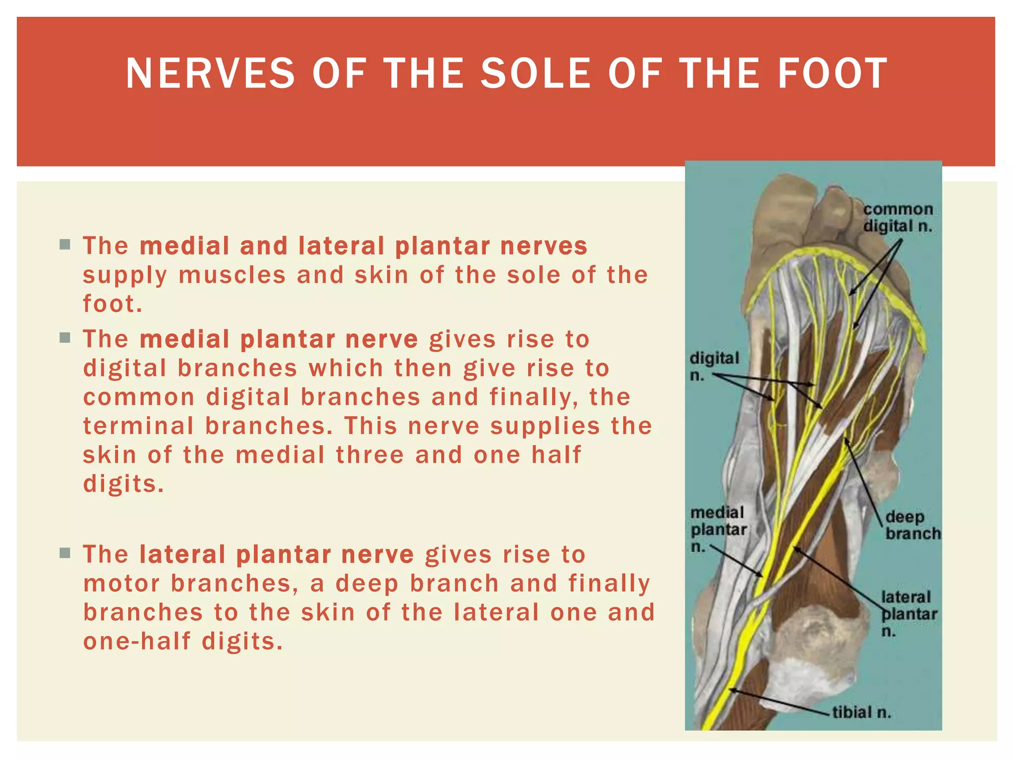 Sole of the foot | PPTX