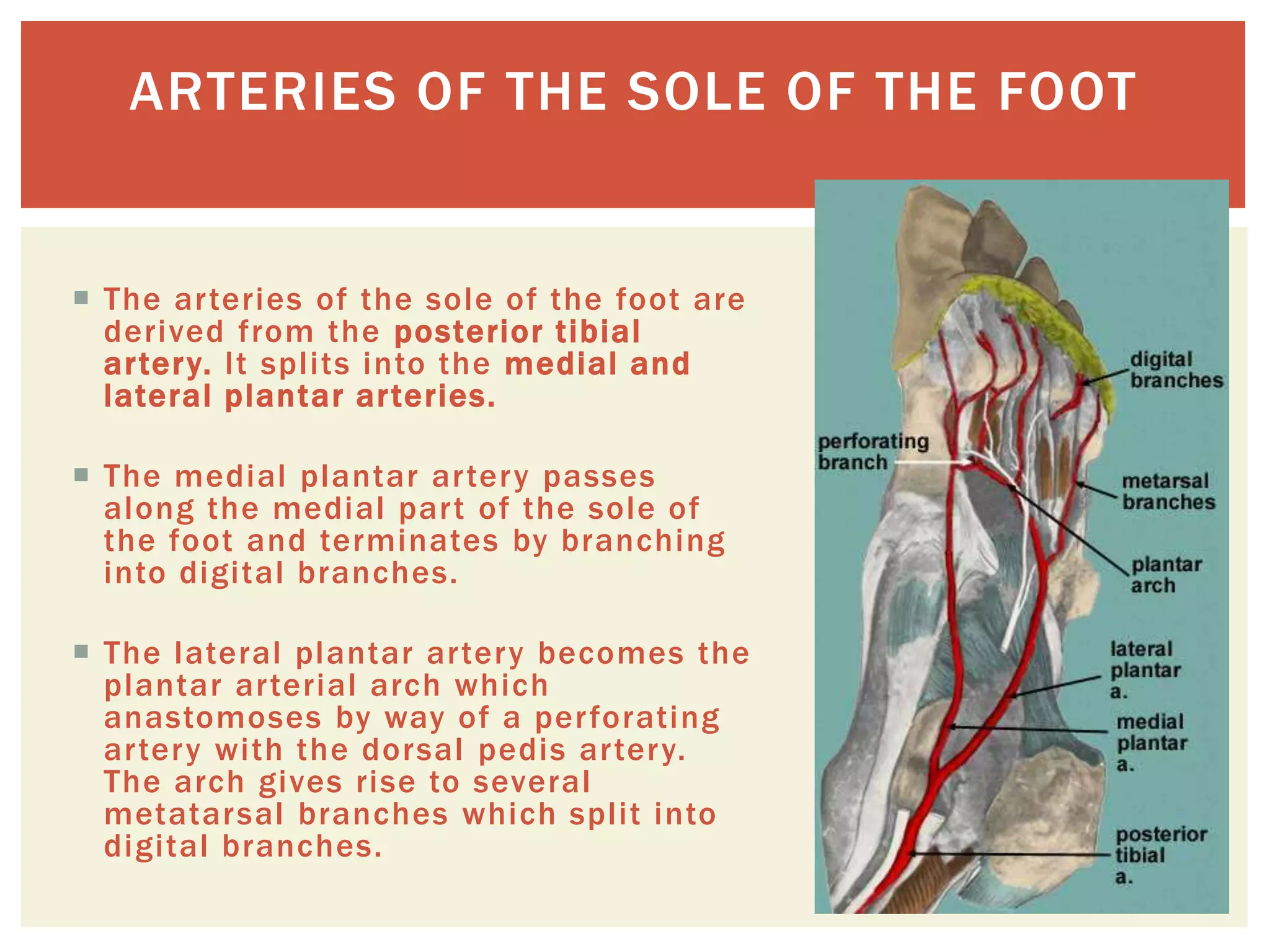 Sole of the foot | PPTX