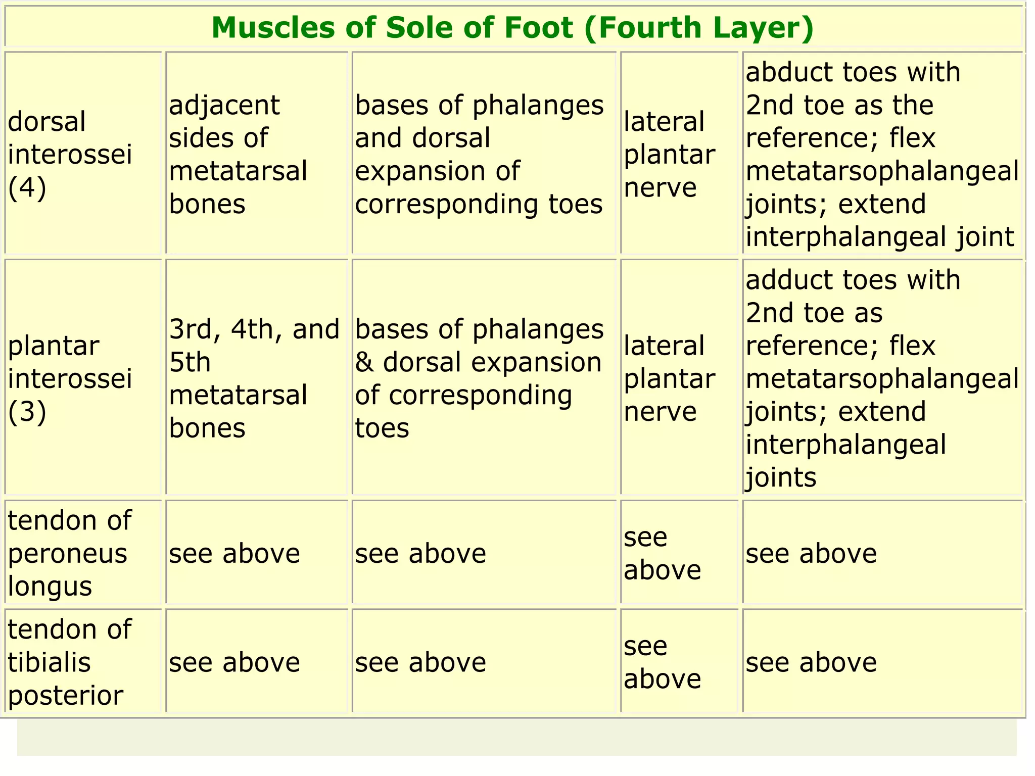 Sole of the foot | PPTX